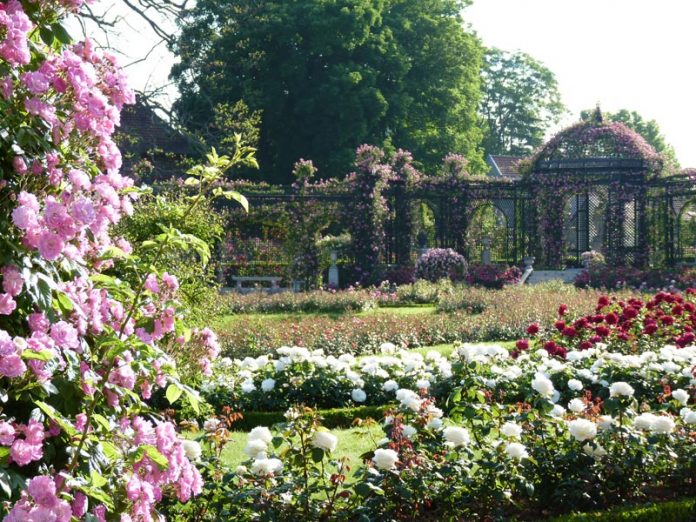 Discover Stunning Rose Gardens: A Perfect Blend of Beauty and Travel