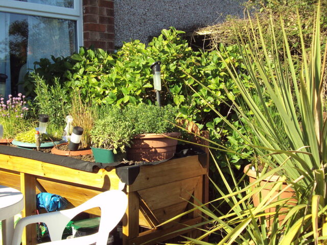 Maintain Garden Plants: Essential Tips for Year-round Care