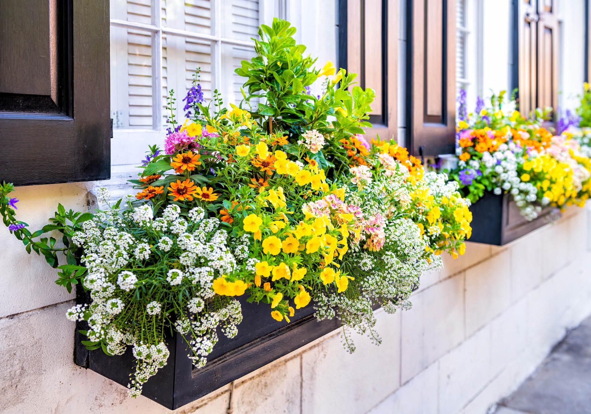Window Box Ideas for Every Season - Livinator